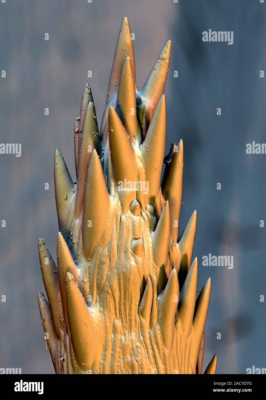 Wheat leaf spike. Coloured scanning electron micrograph (SEM) of the ...