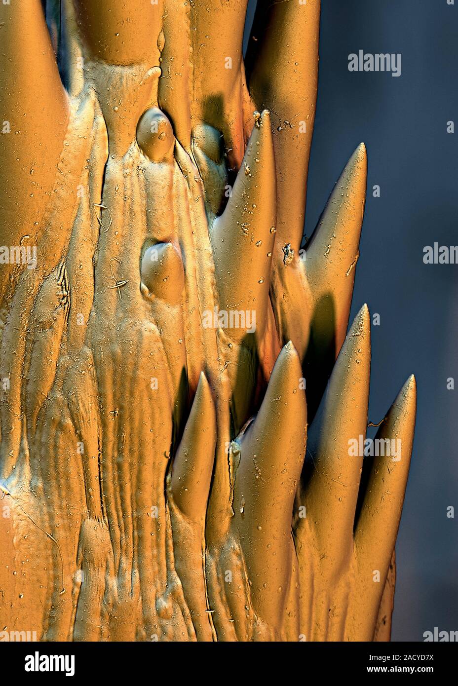 Wheat leaf spike. Coloured scanning electron micrograph (SEM) of the ...