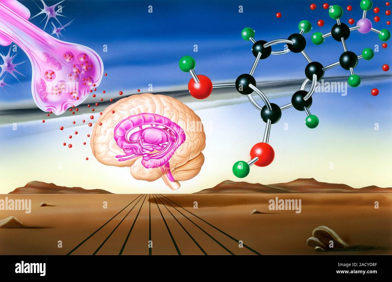Dopamine brain chemistry. Artwork of a molecule of dopamine (upper ...