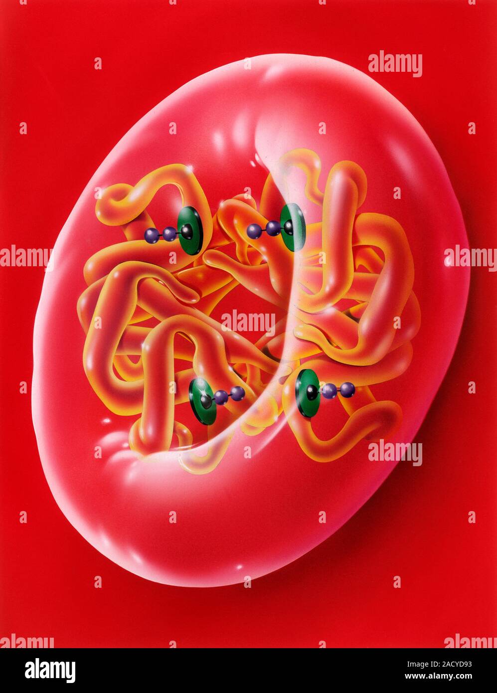 Haemoglobin in red blood cell. Artwork of a red blood cell (erythrocyte ...