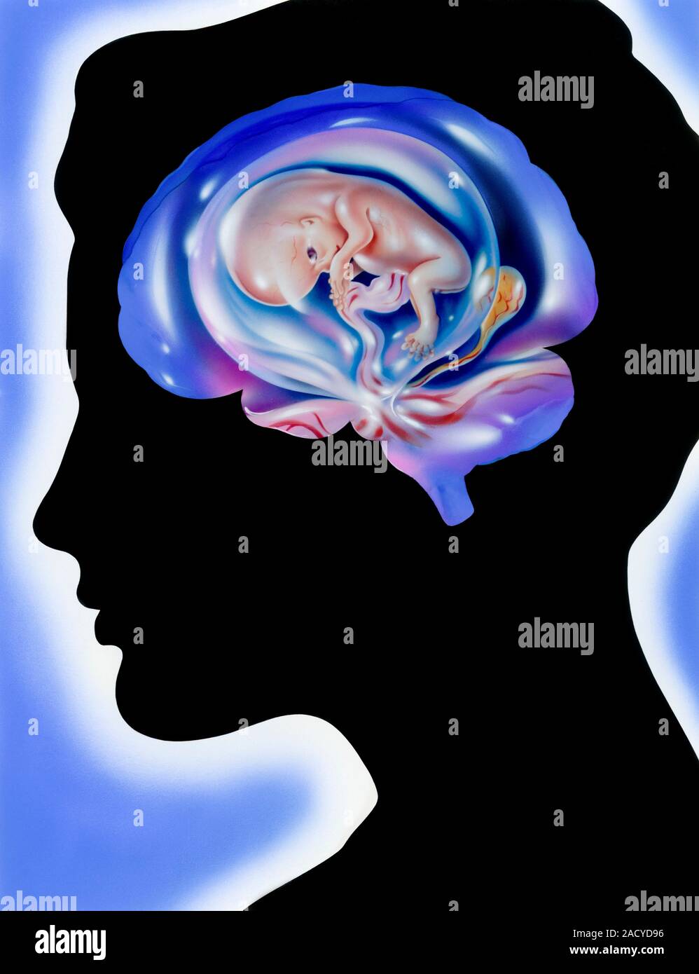 Brain and pregnancy. Conceptual artwork of a silhouetted human head ...