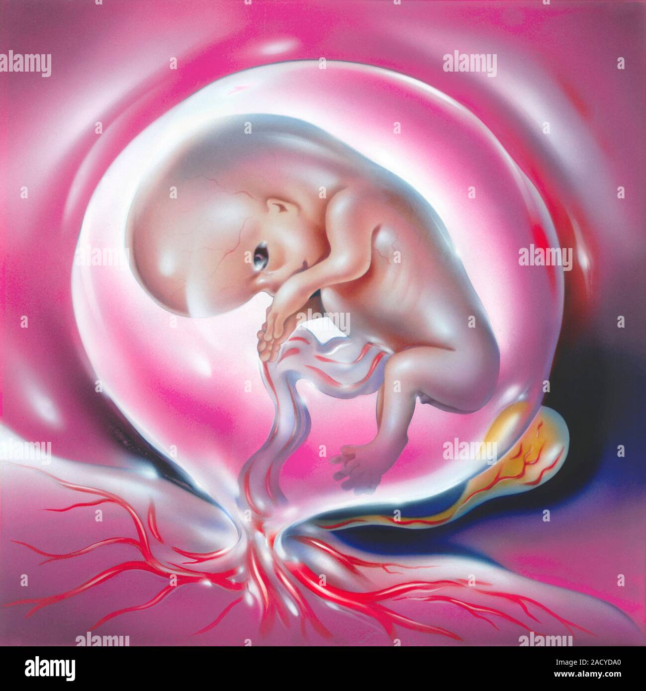 Eight-week-old foetus. Artwork of a foetus in the early stages (8 weeks ...
