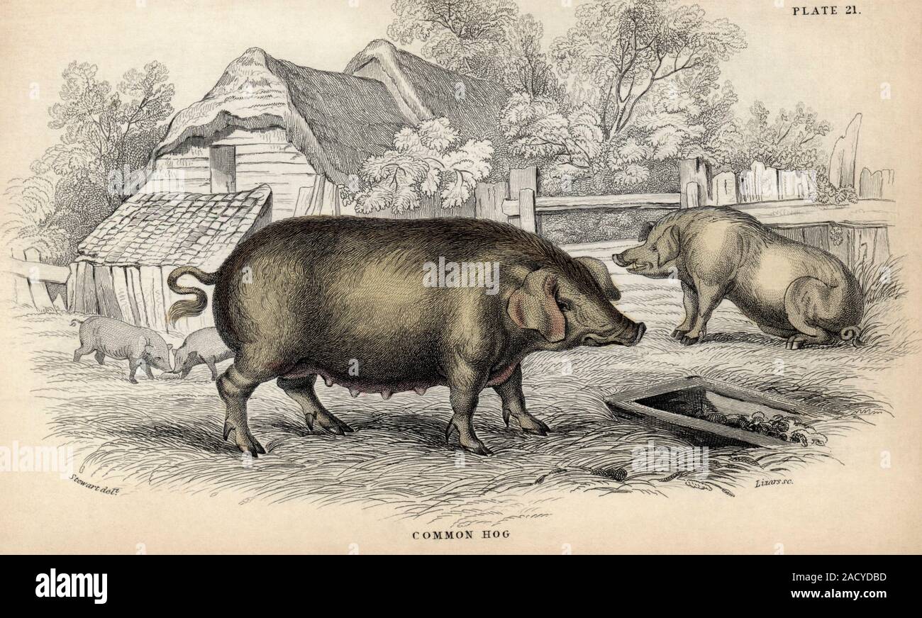 Common hog. 19th-century artwork of the common hog, a breed of the ...
