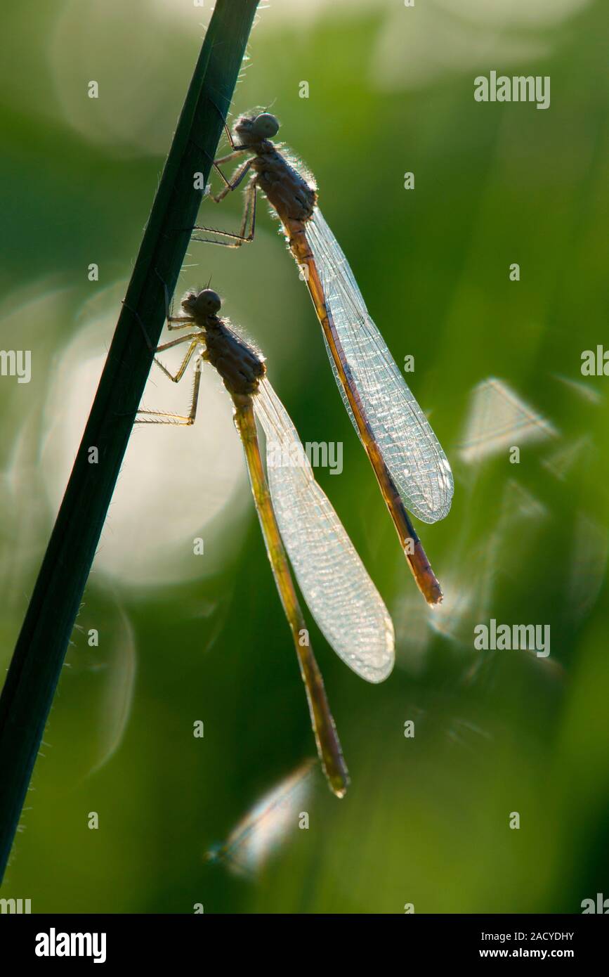 Damselflies (order Odonata) resting on a stalk. Damselflies are predators of other insects ...