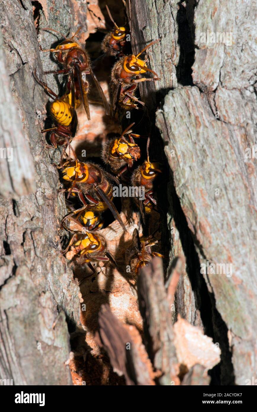 European hornets (Vespa crabro) guarding the entrance to their nest in ...
