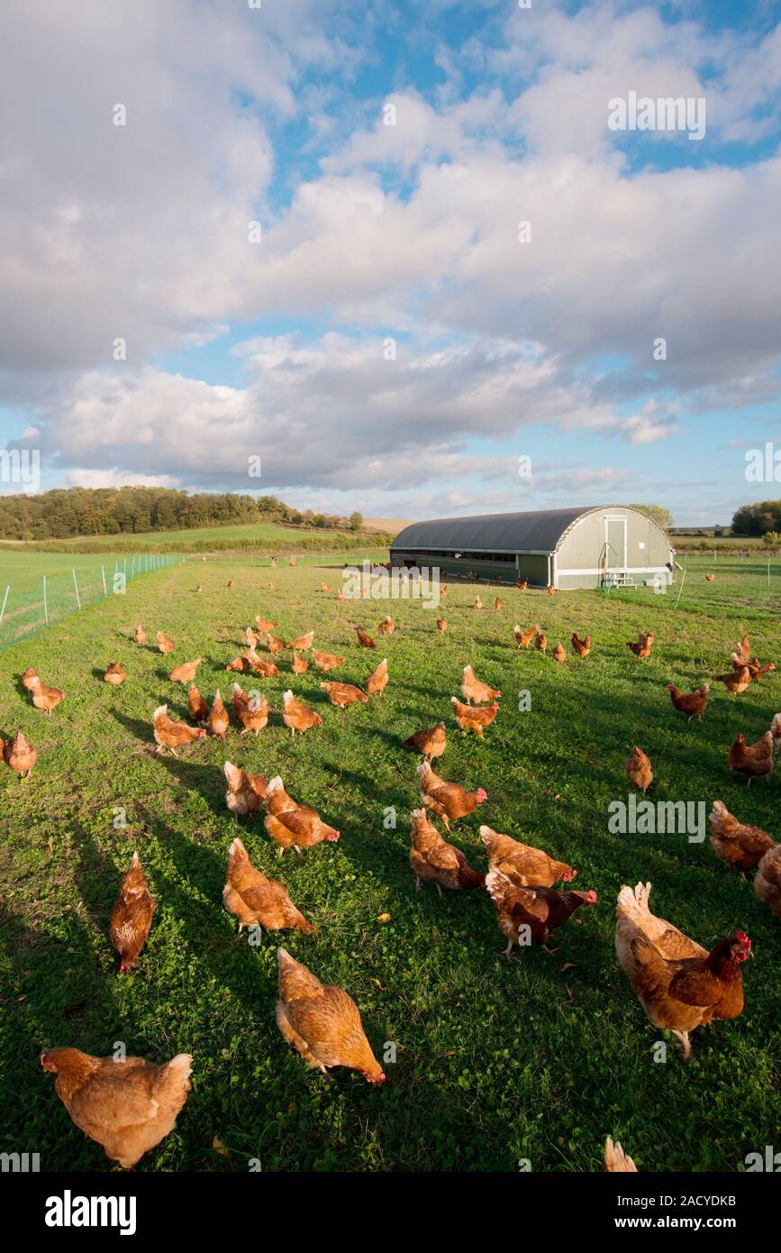 Free range Rhode Island Red chickens (Gallus domesticus) foraging for ...