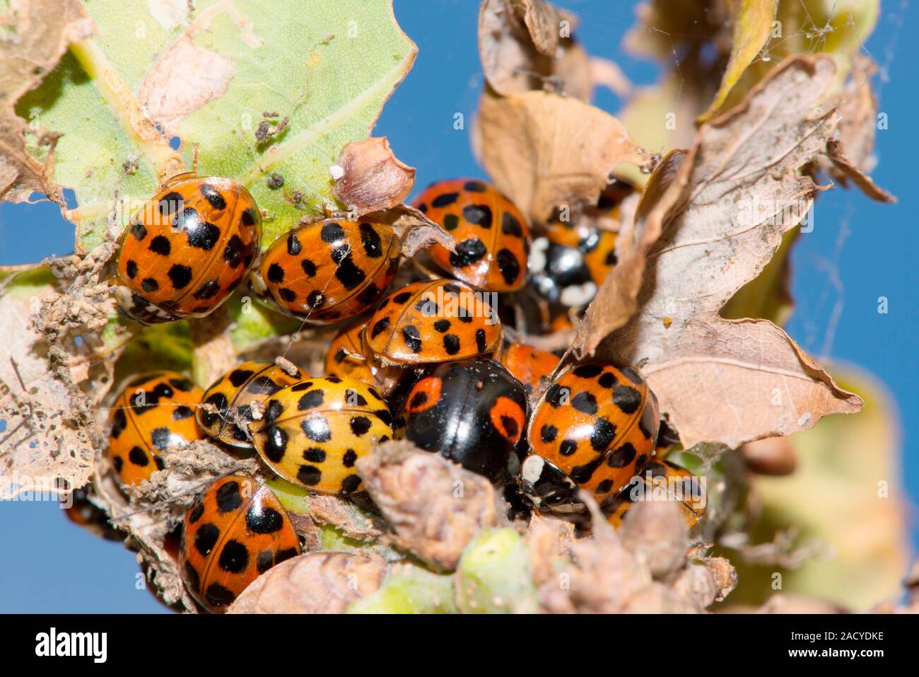 Harlequin ladybirds (Harmonia axyridis) hibernating in leaf litter ...