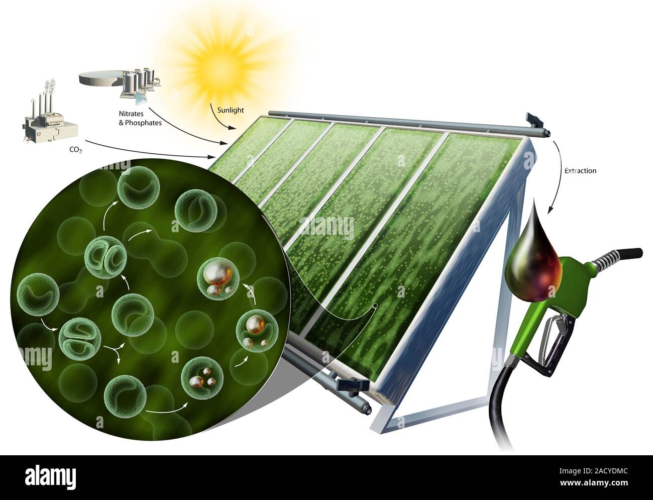 Biofuel from algae, conceptual computer illustration Stock Photo - Alamy
