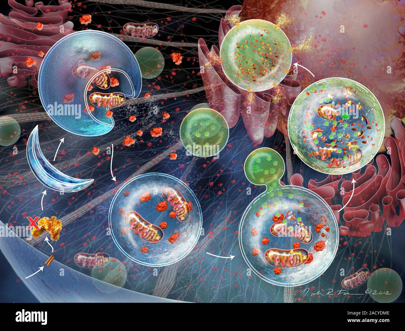 Cellular autophagy. Computer illustration showing the mechanism by ...