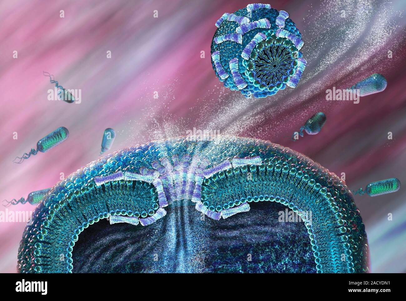 Antibiotic destroying bacteria. Computer illustration showing ...