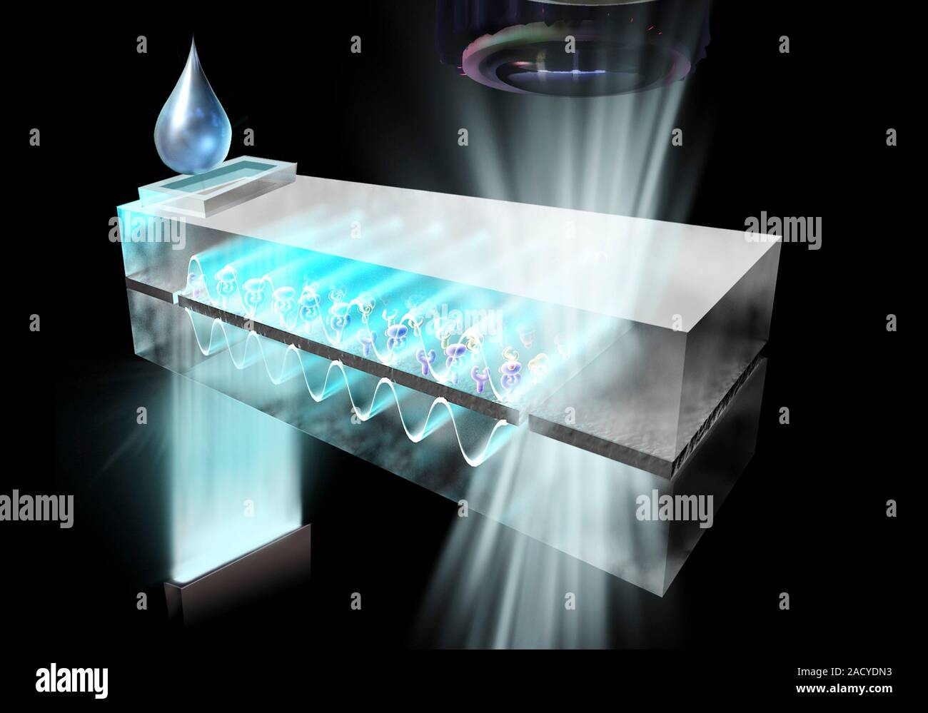Biosensor chip, computer illustration. Biosensors are able to detect ...