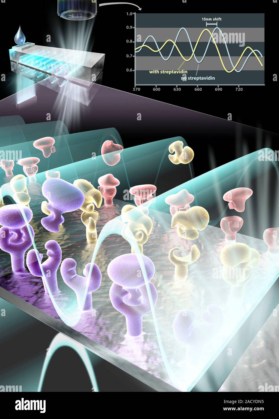 Biosensor chip, computer illustration. Biosensors are able to detect ...