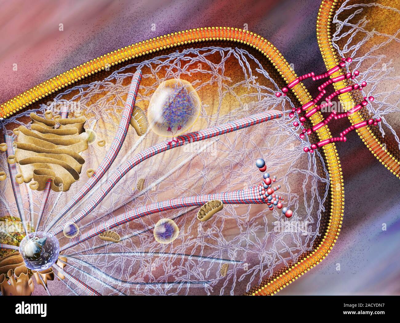 Cell structural proteins. Computer illustration showing the vast ...