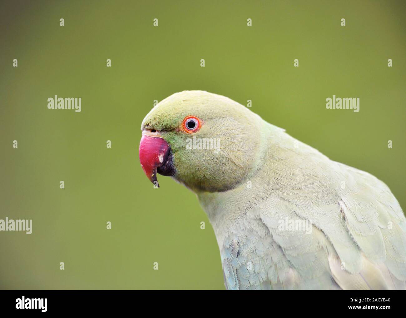Ring-necked parakeet (Psittacula krameri). Also known as the rose ...
