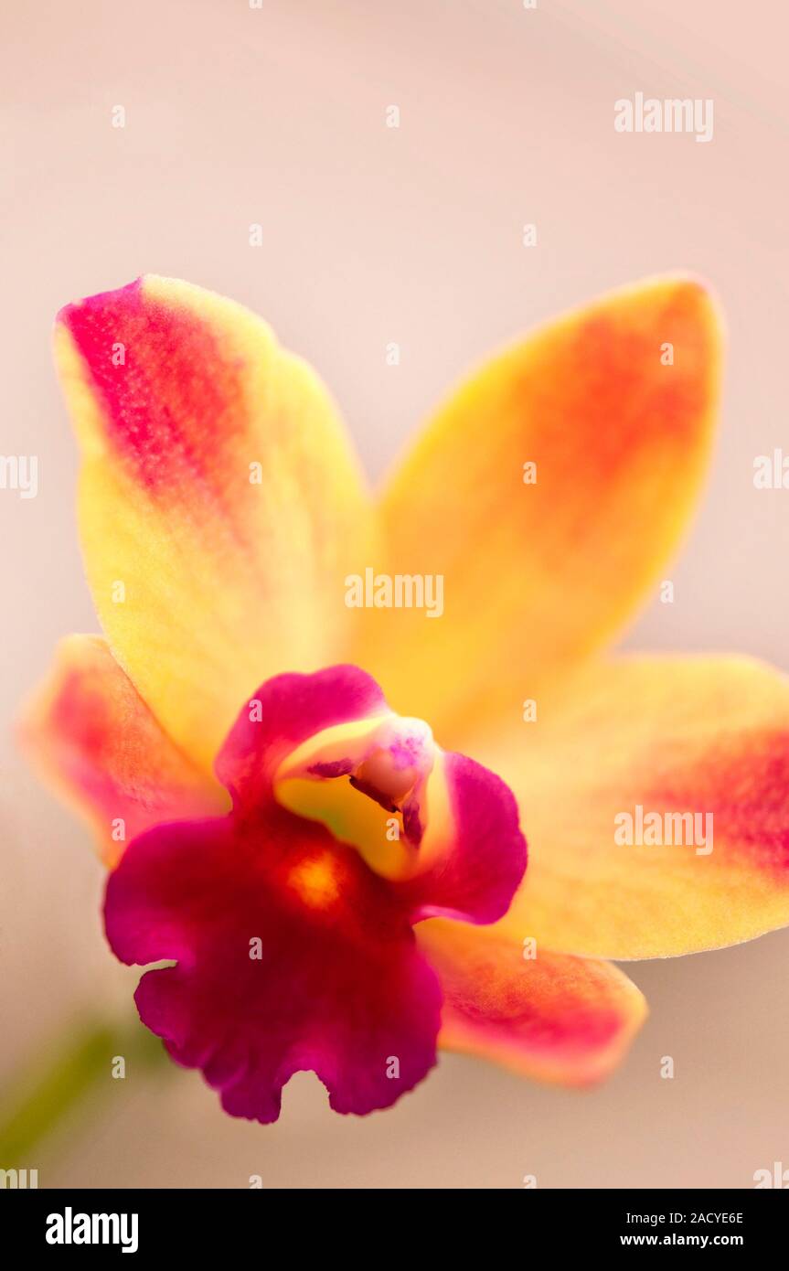 Orchid (Sophrolaeliocattleya 'Newberry Ruby') flower Stock Photo - Alamy