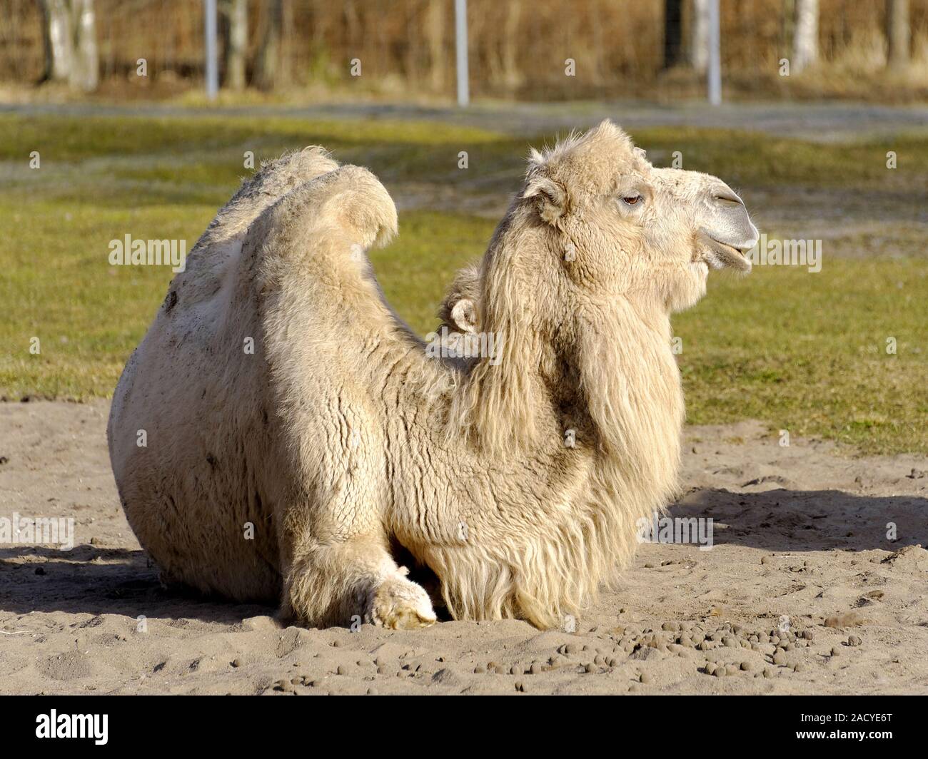 Bactrian camel (Camelus bactrianus). This camel is native to the ...