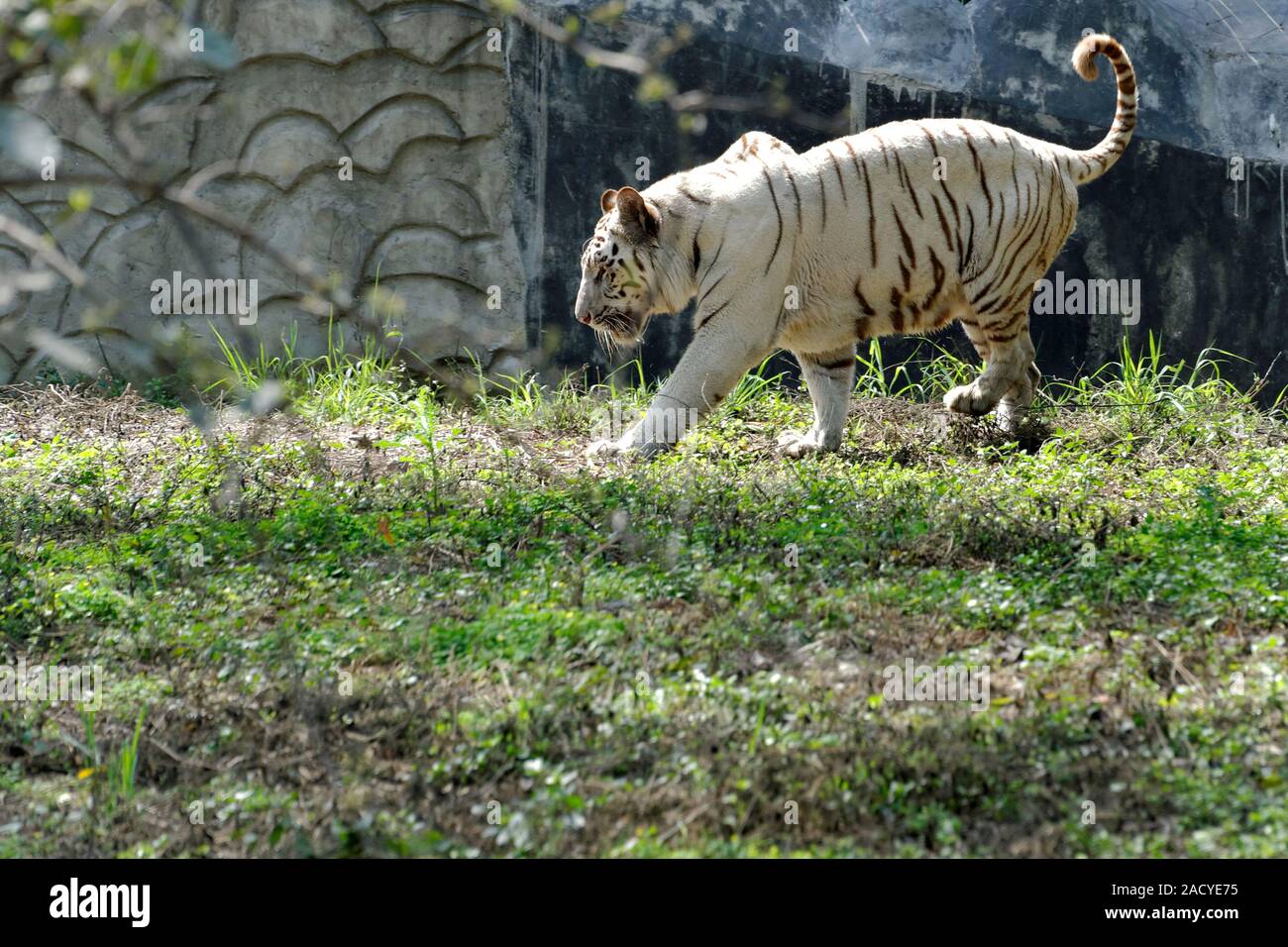 White Bengal tiger. This rare pigmentation variant of the Bengal tiger ...