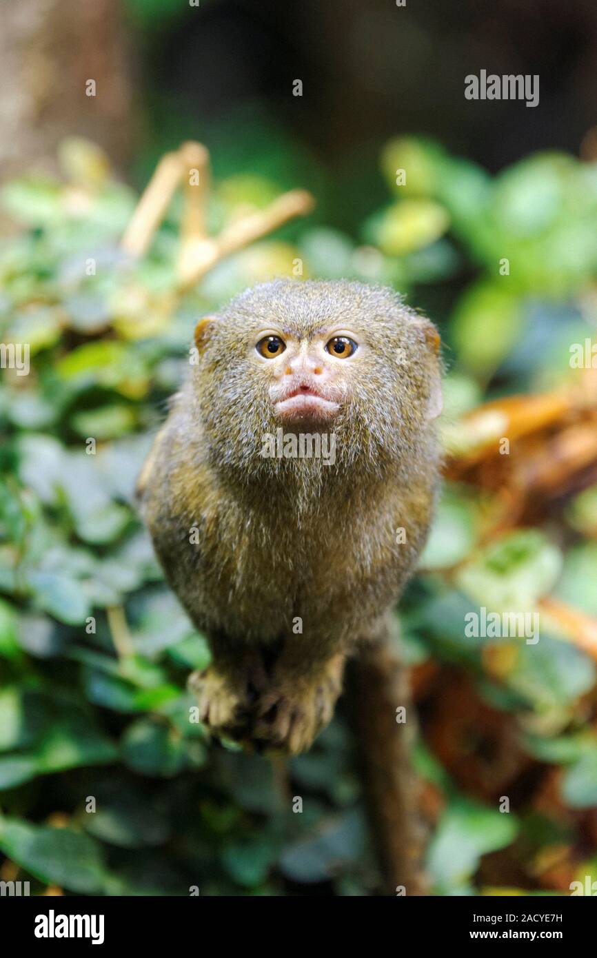 Pygmy marmoset (Cebuella pygmaea). This small New World monkey is ...