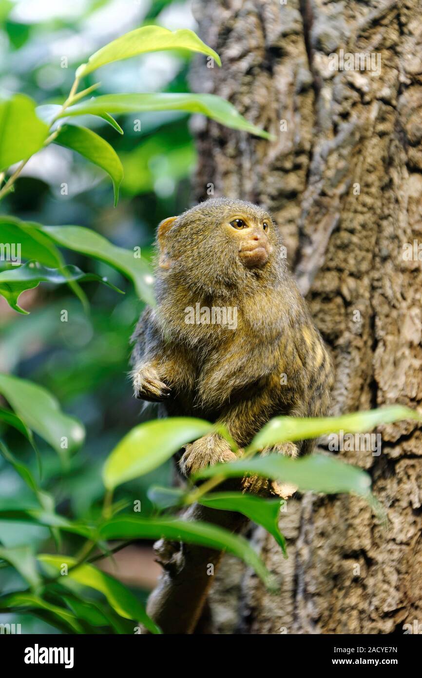 Pygmy marmoset (Cebuella pygmaea). This small New World monkey is ...