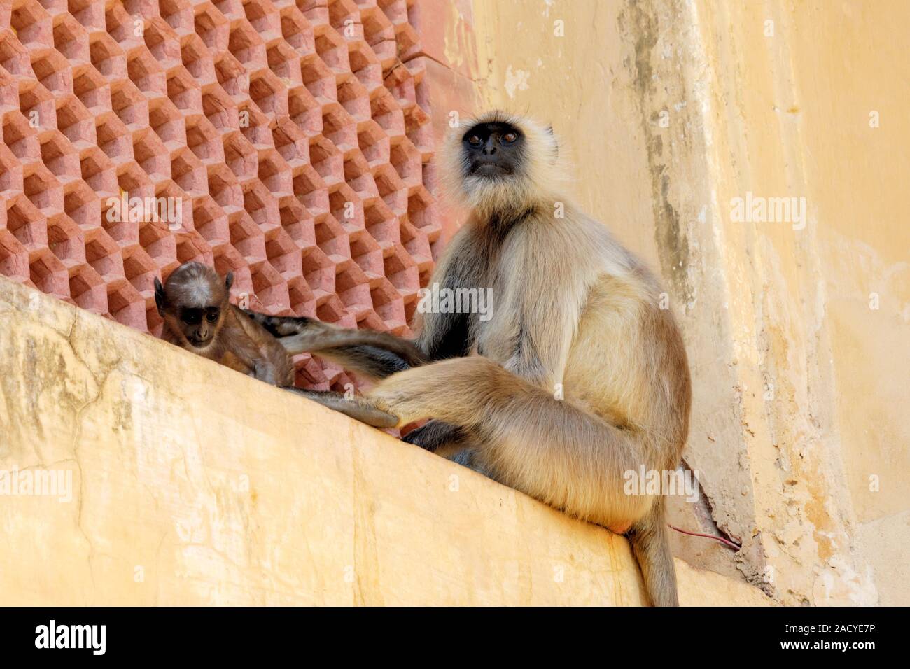 Grey langur mother and baby on a window sill in the Amber Palace ...