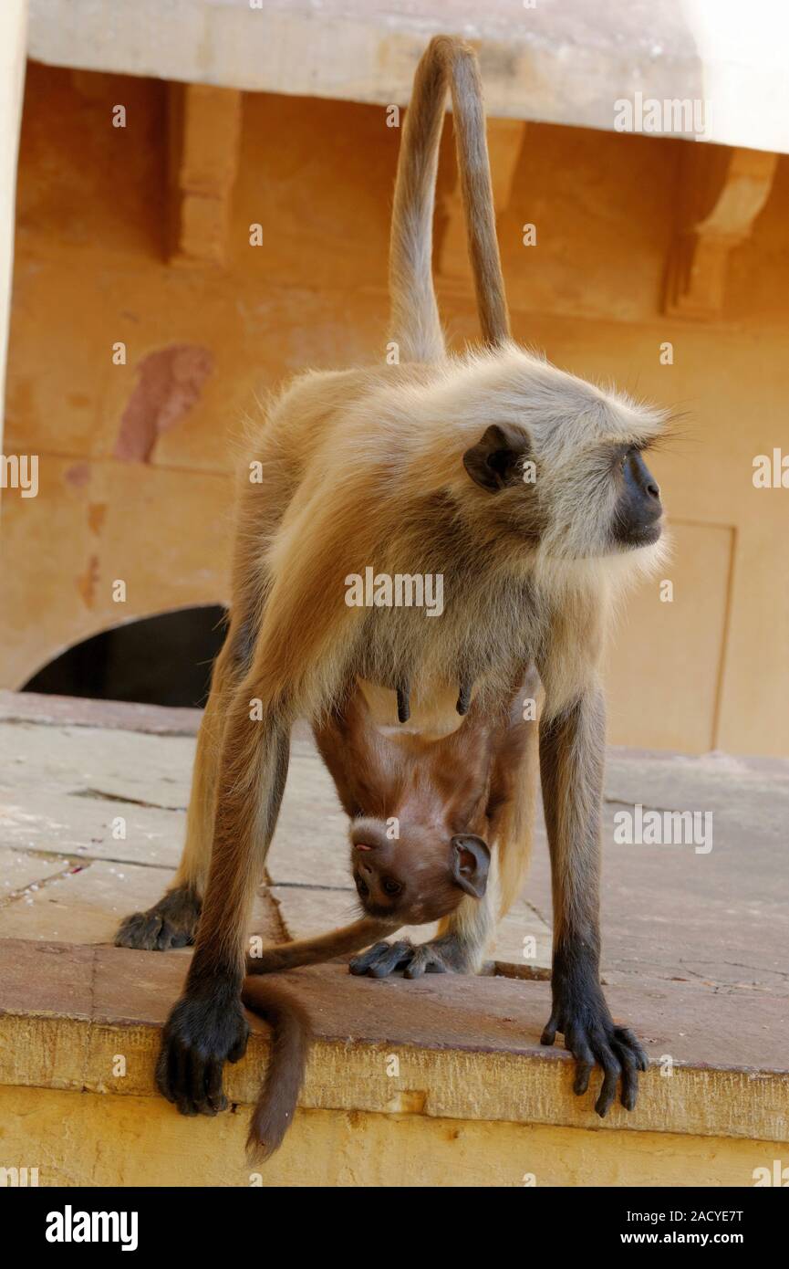 Grey langur mother and baby on a building in the Amber Palace, Jaipur ...