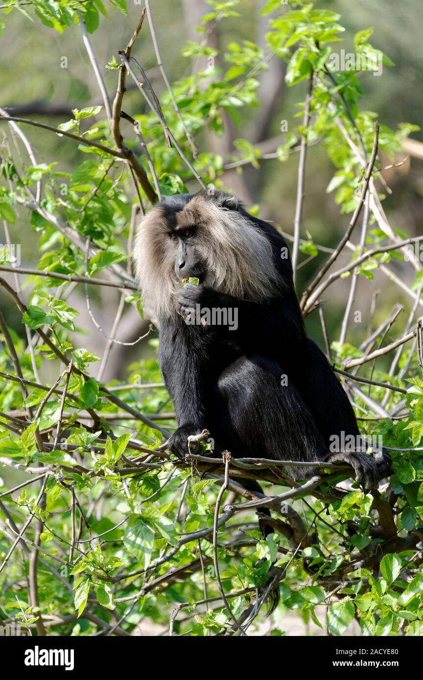 Lion-tailed macaque (Macaca silenus). Also called the wanderoo, this ...