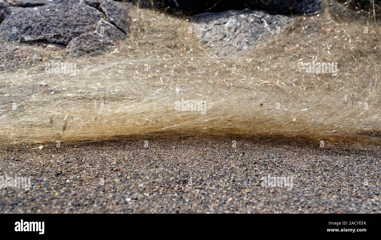 Pele's hair, volcanic glass. This sample was produced by an eruption of ...