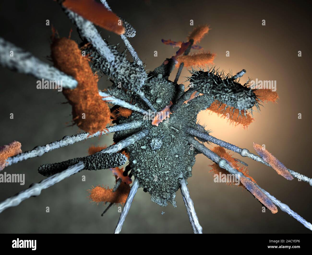Macrophage white blood cell engulfing bacteria, computer artwork Stock ...