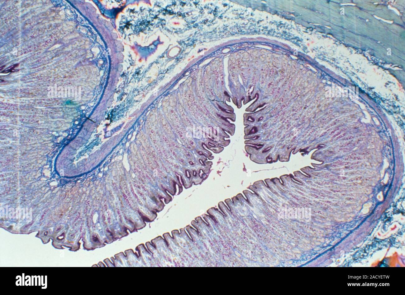 Stomach lining. Light micrograph of a section through the healthy ...