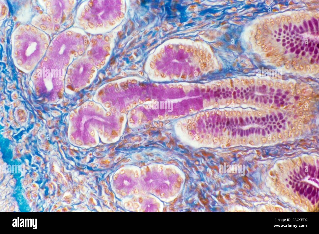 Stomach lining. Light micrograph of a section through the healthy ...