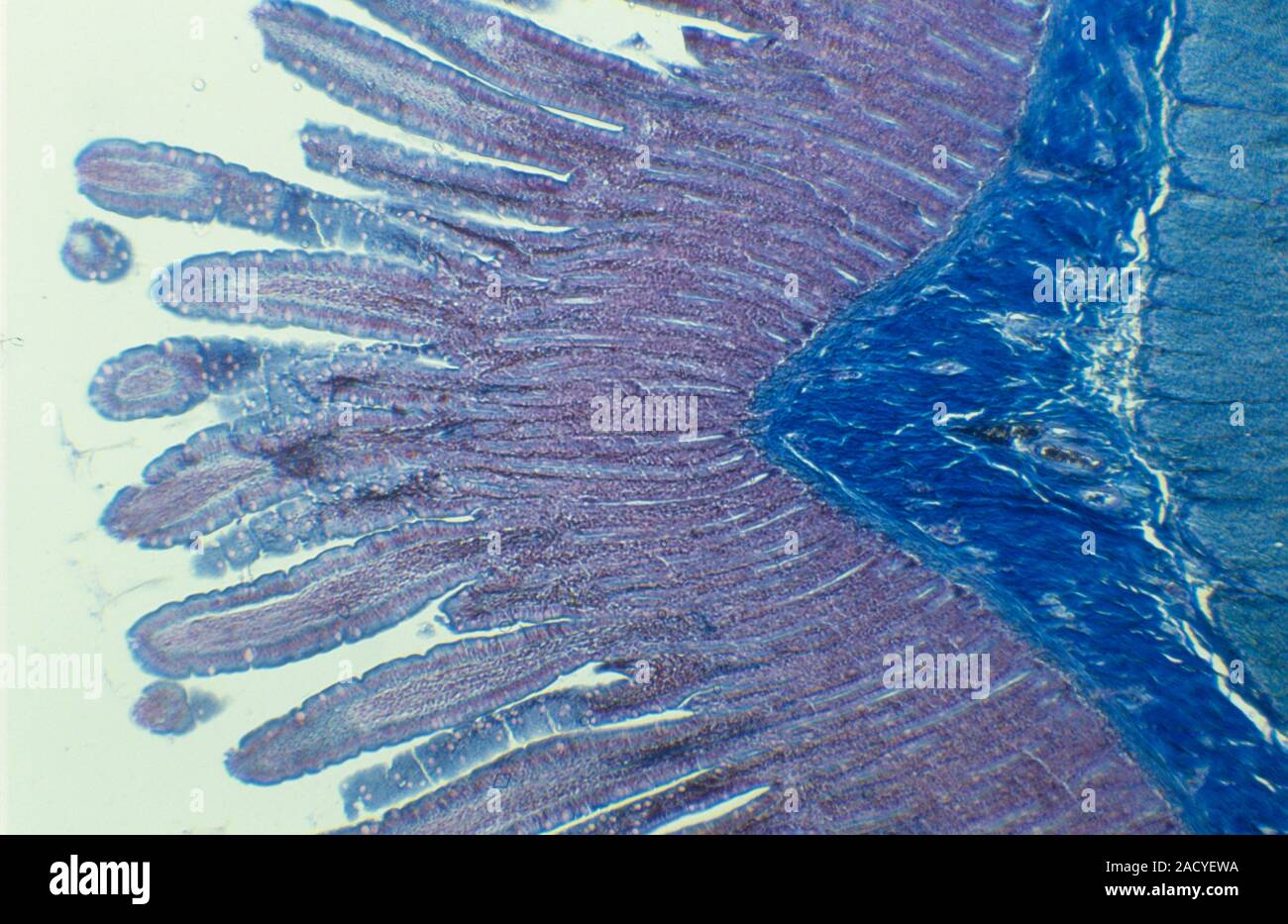 Small intestine lining. Light micrograph of a section through villi ...