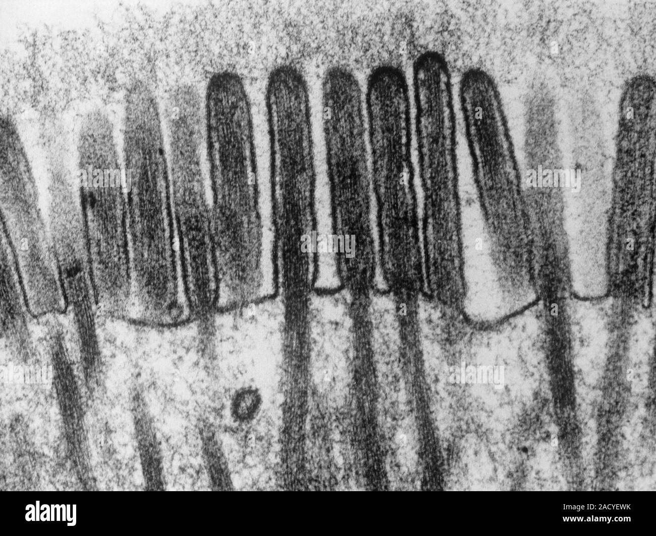 Small intestine lining. Transmission electron micrograph (TEM) of a ...