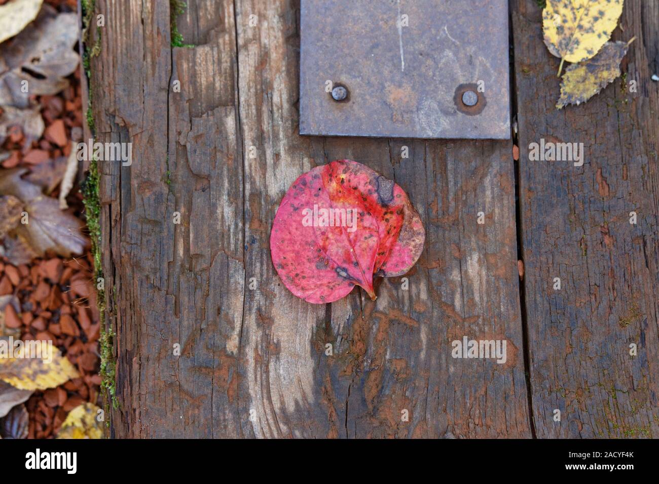 Red colored autumn leaf on a rough timber with rusty iron joint. View ...