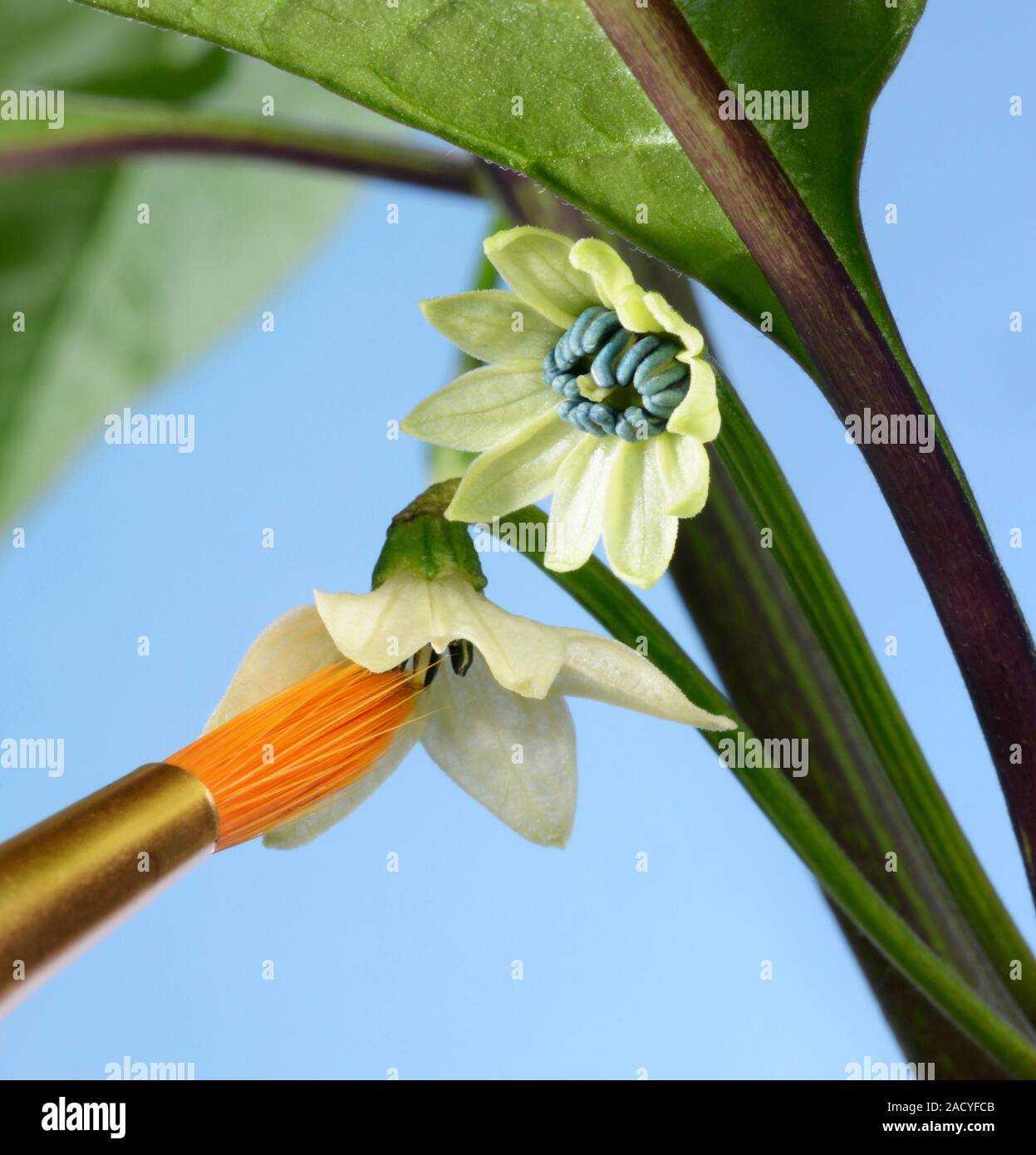 Carolina Reaper chilli pepper flowers (Capsicum chinense). This hybrid ...