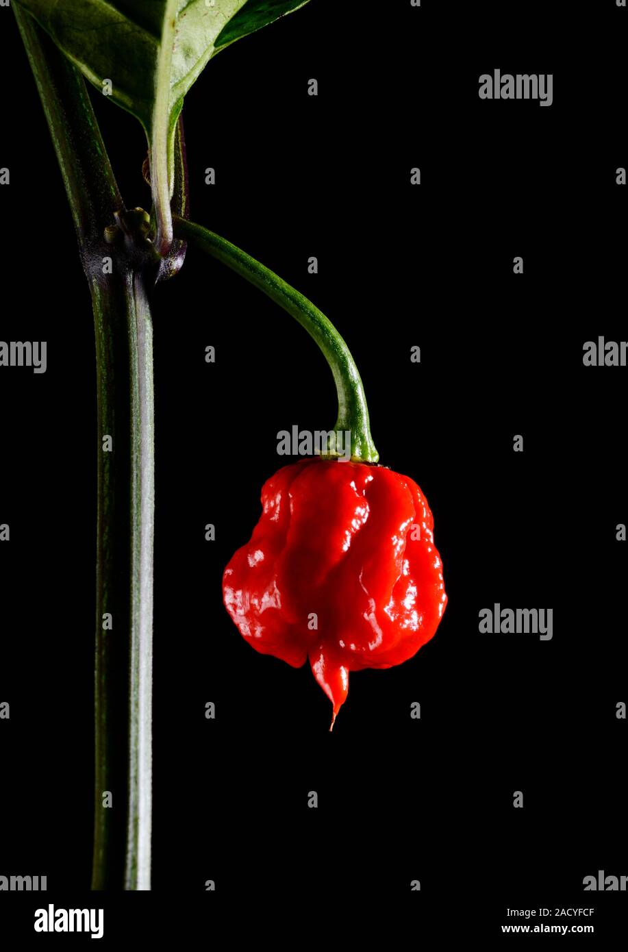 Carolina Reaper chilli pepper (Capsicum chinense). This hybrid cultivar ...