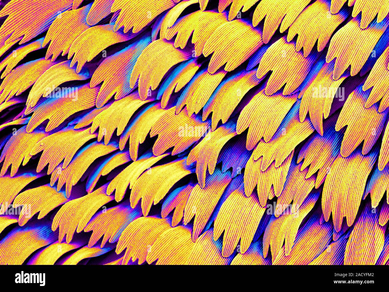 Swallowtail butterfly wing scales. Coloured scanning electron ...