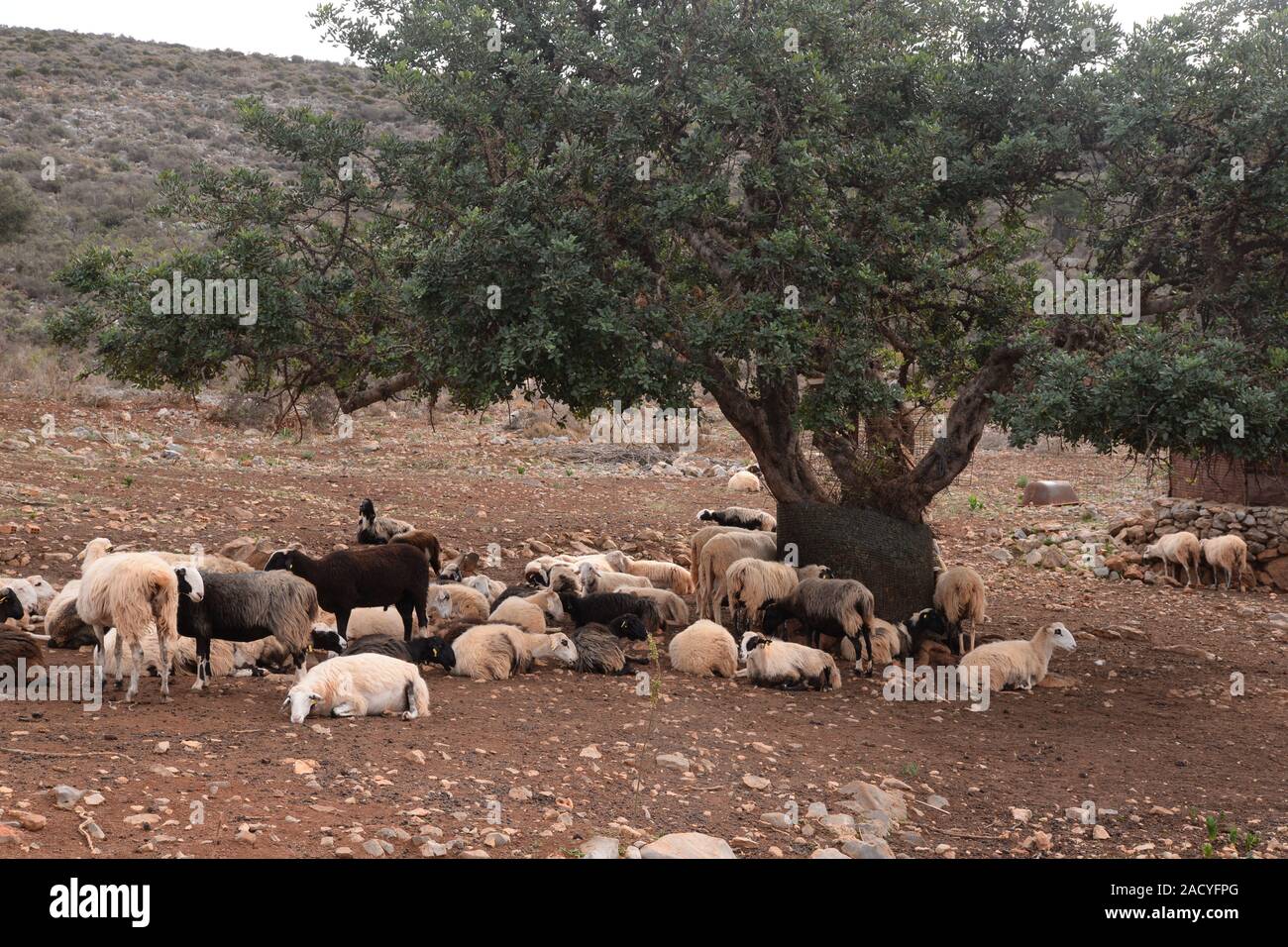 Sheep under an olive tree Stock Photo - Alamy