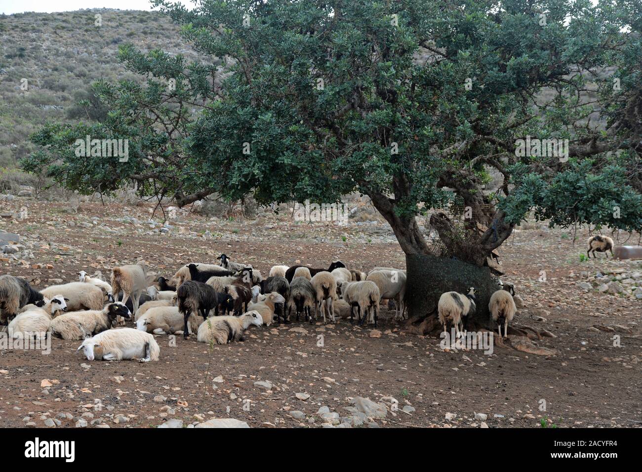 Sheep under an olive tree Stock Photo - Alamy