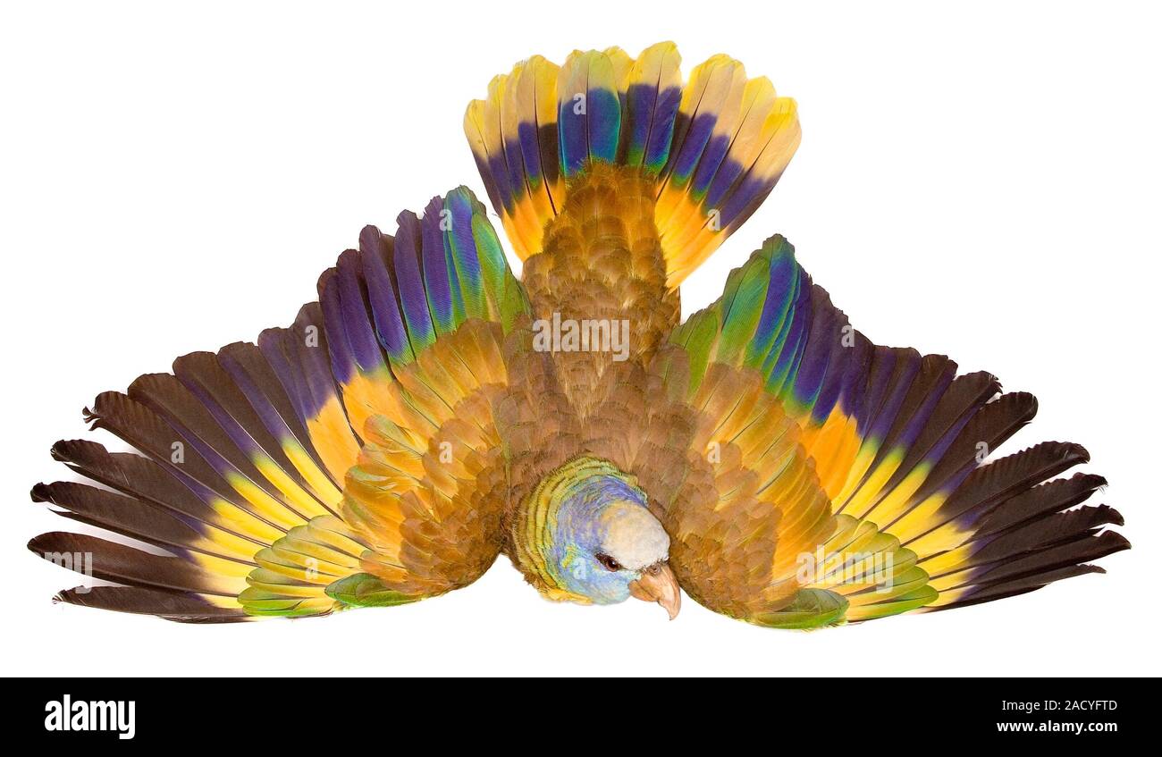 Mounted specimen of a St. Vincent parrot (Amazona guildingii) on ...