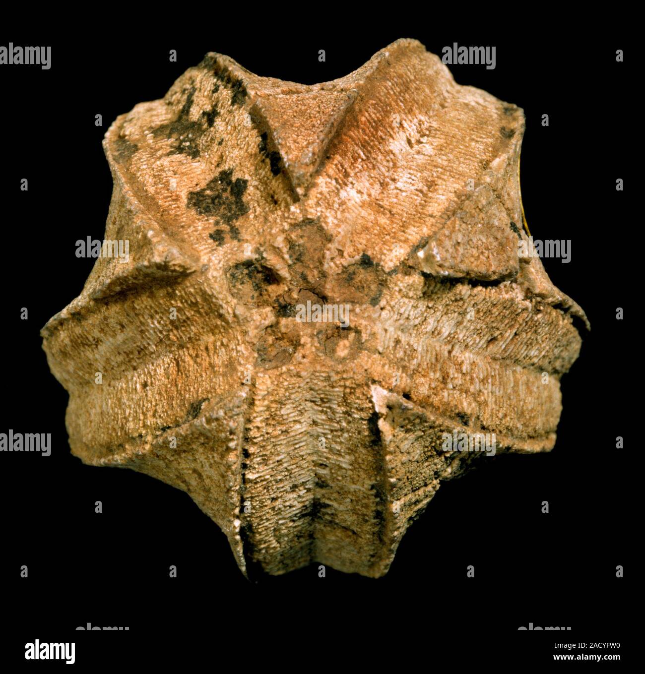 A Carboniferous blastoid from Grayson Co, Kentucky, U.S.A Stock Photo ...