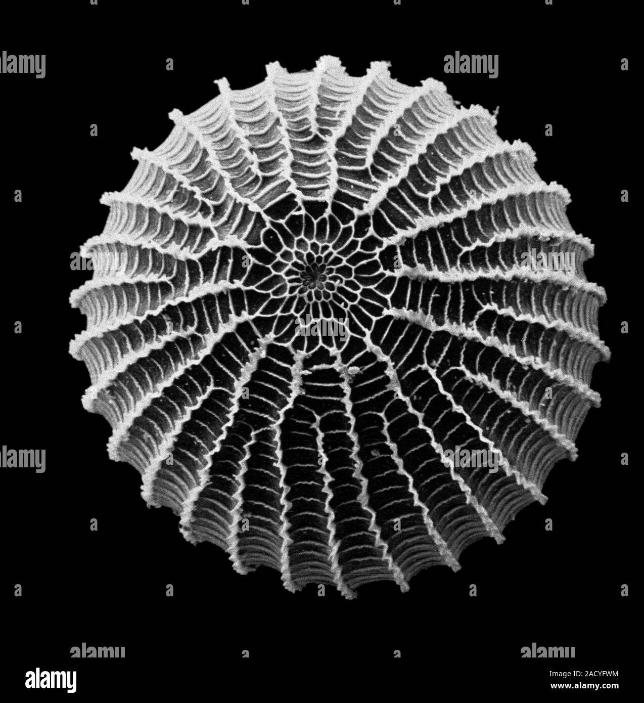 Scanning electron microscope (SEM) image of a moth egg (x 90). The ...