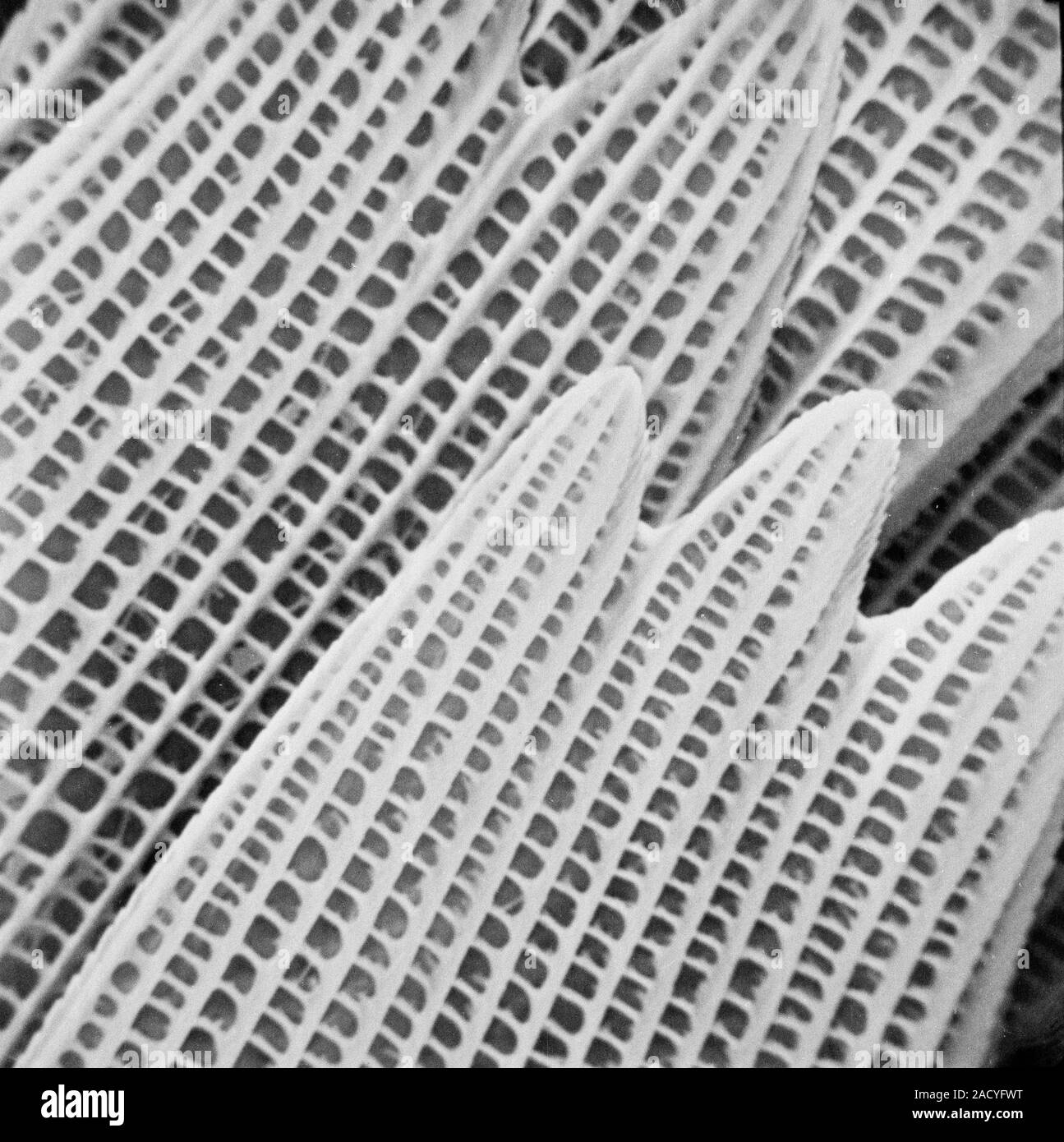 Scanning electron microscope (SEM) image of the fore-wing of the South ...