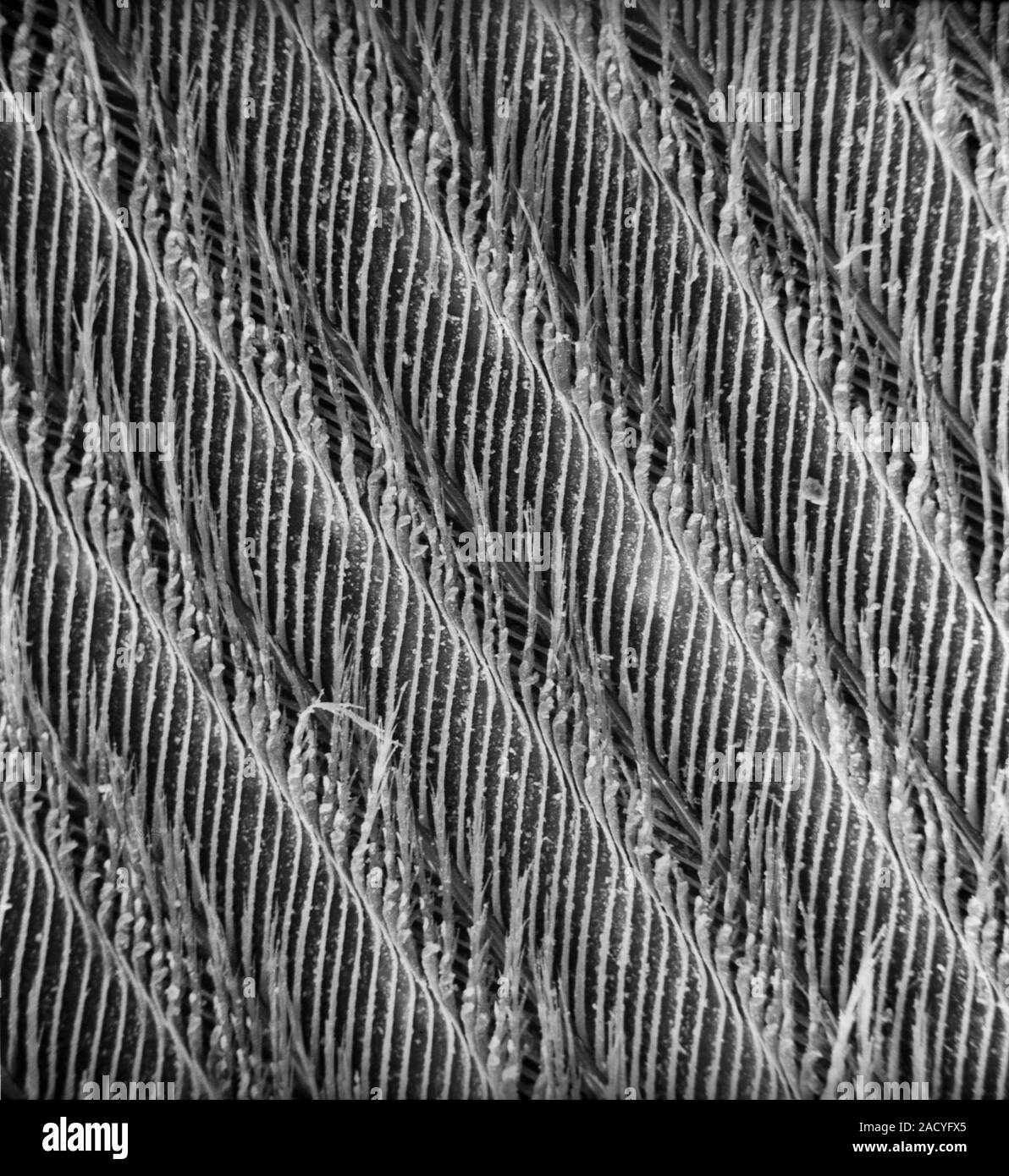 A scanning electron microscope (SEM) image of a bird's feather Stock ...