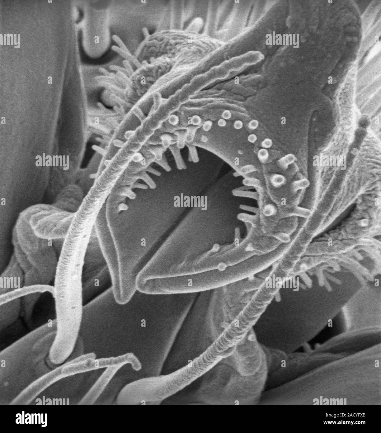 Scanning electron microscope (SEM) image of the leg joint of a black ...