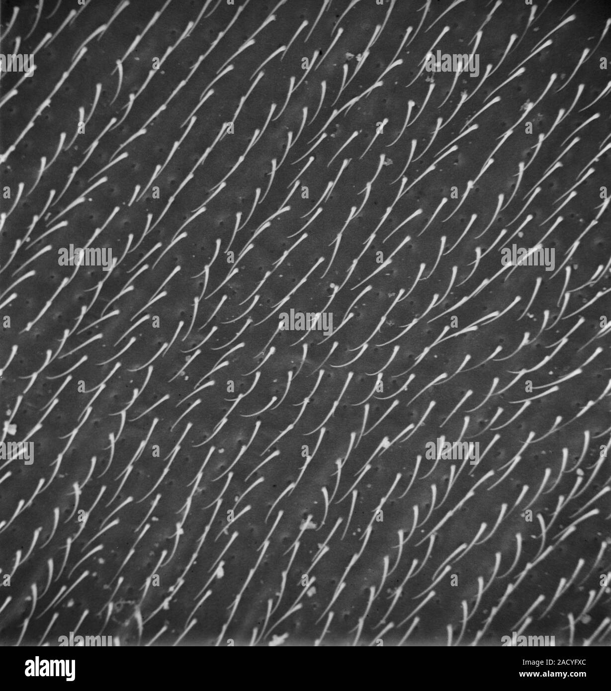 Scanning electron microscope (SEM) image of a blowfly's (Calliphora ...