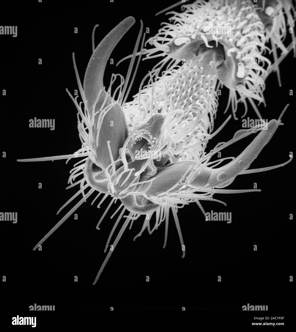 Scanning electron microscope (SEM)image of the foot of a black ant ...