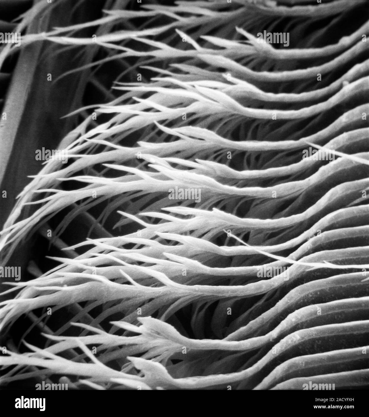 A scanning electron microscope (SEM) image of a bird's feather Stock ...