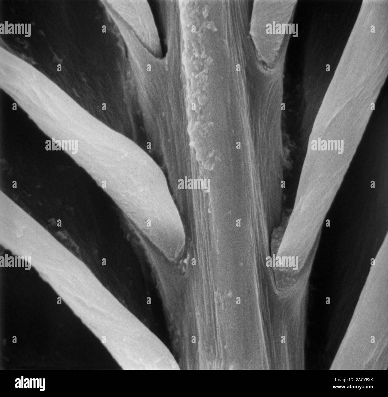 A scanning electron microscope (SEM) image of a bird's feather Stock ...