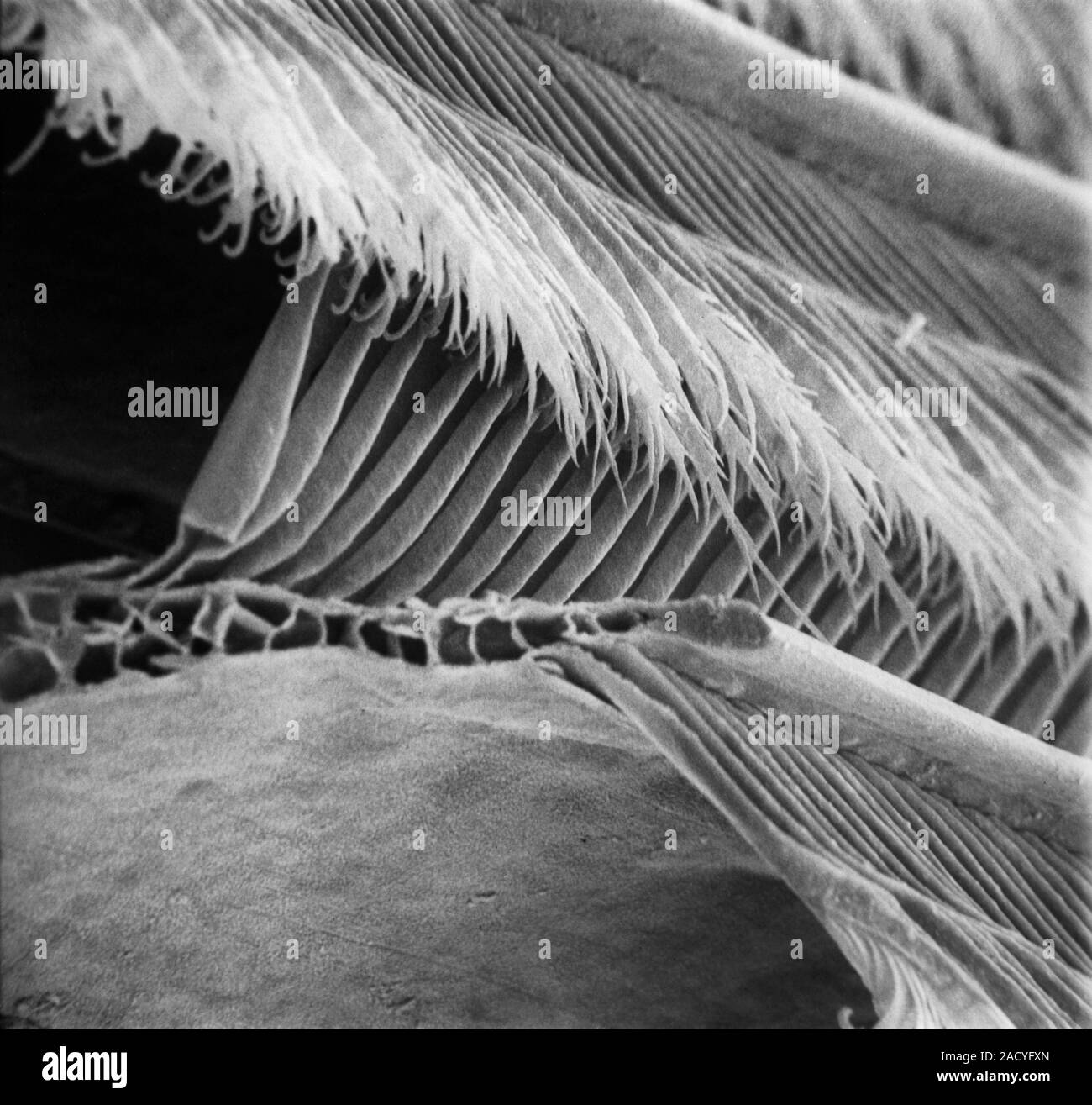 A scanning electron microscope (SEM) image of a bird's feather Stock ...