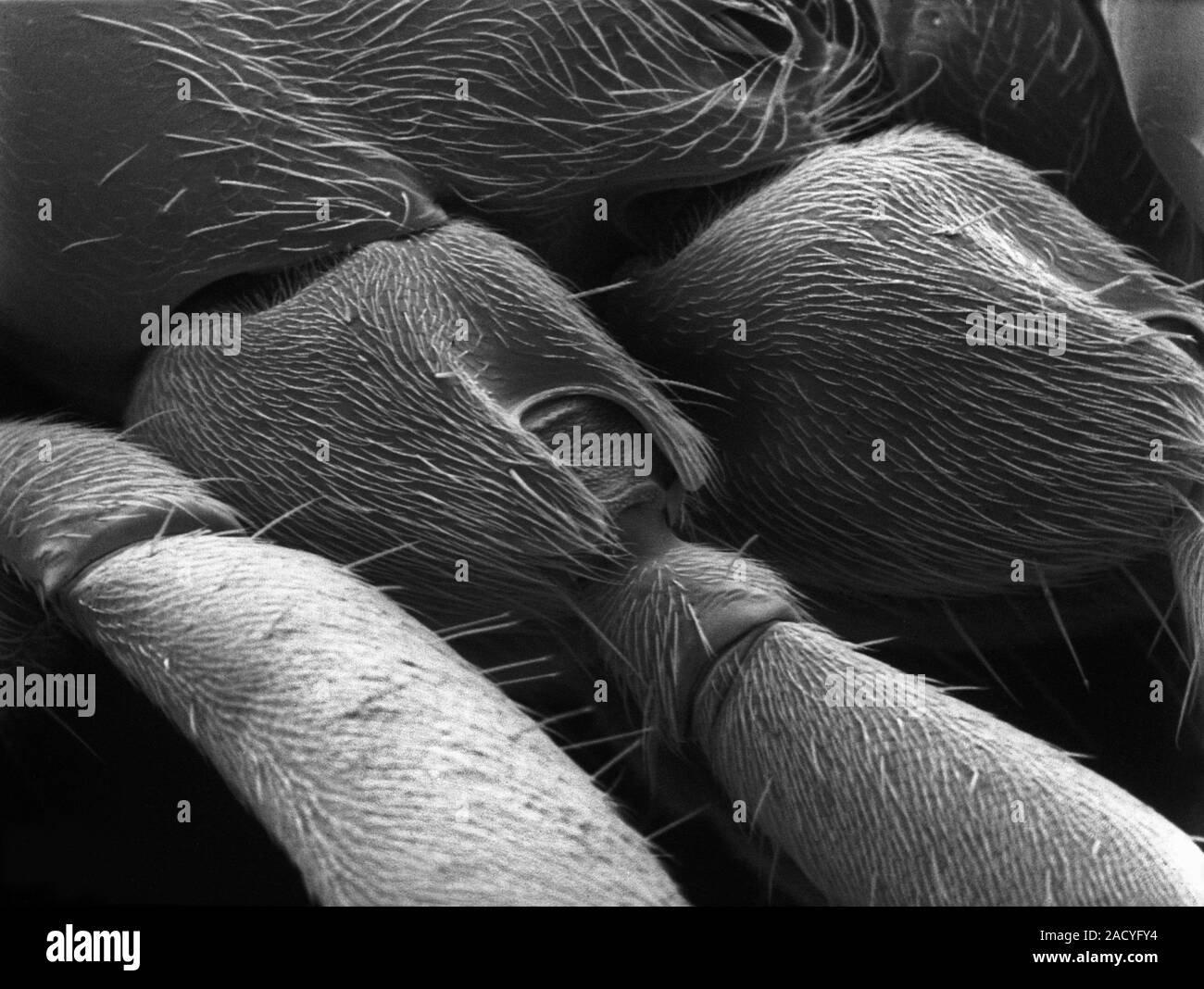 Scanning electron microscope (SEM) image of a black garden ant (Lasius ...